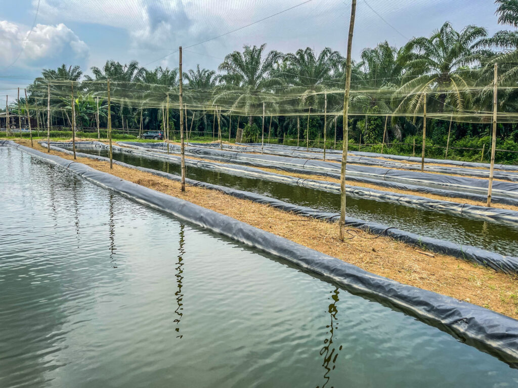Home - Moungo Fish Farm